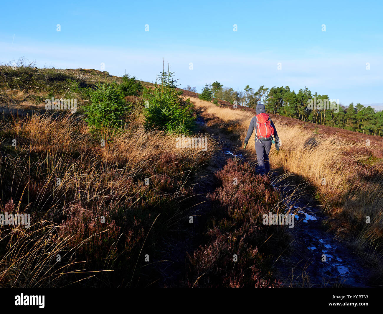 A hiker and their dog walking in the Northumberland countryside ...