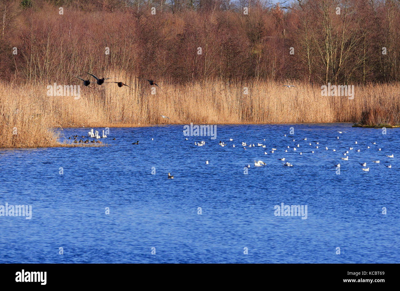 A fresh water lake at a nature reserve, Newcastle, England, UK Stock ...