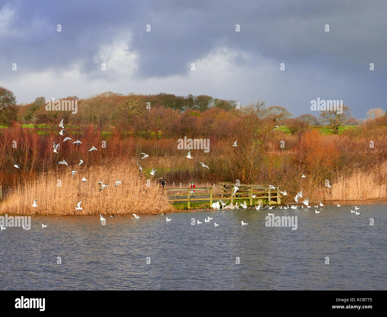 Swans and Gulls feeding at a fresh water lake at a nature reserve ...