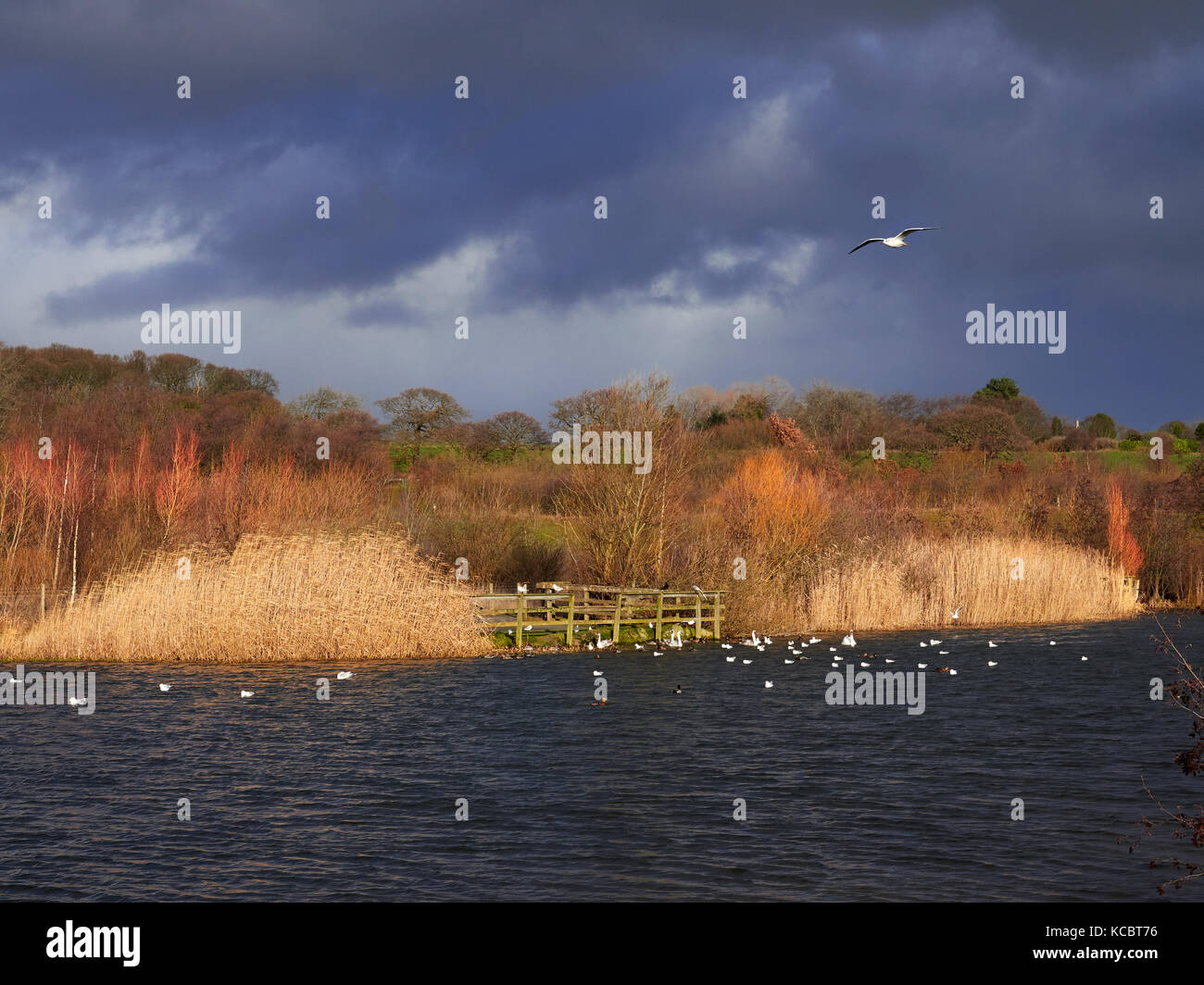 Swans and Gulls feeding at a fresh water lake at a nature reserve ...