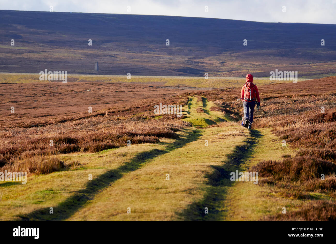 A hiker exploring the English Countryside, Muggleswick Common near ...