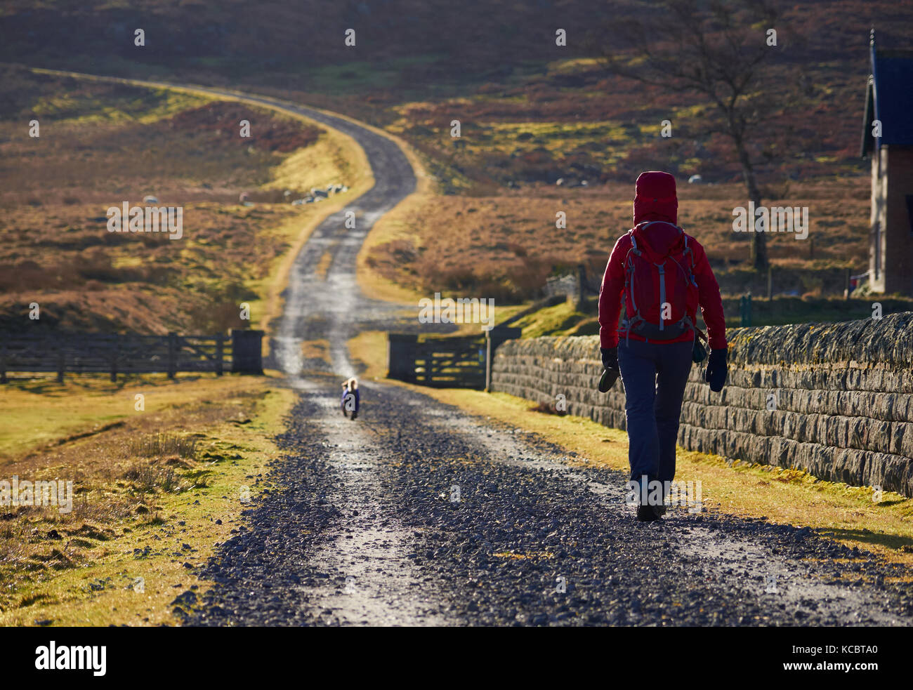 A hiker exploring the English Countryside, Muggleswick Common near ...