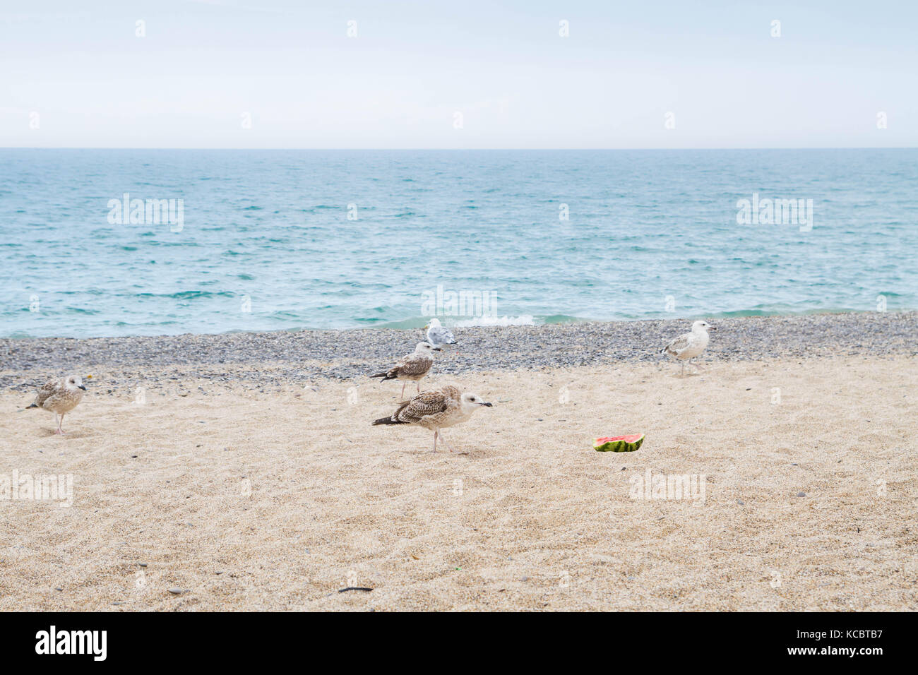 Birds albatrosses eat watermelon on the seafront Stock Photo - Alamy