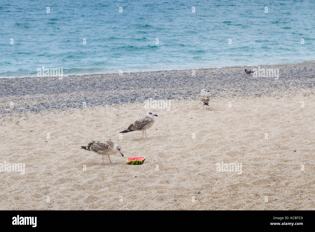Birds albatrosses eat watermelon on the seafront Stock Photo - Alamy