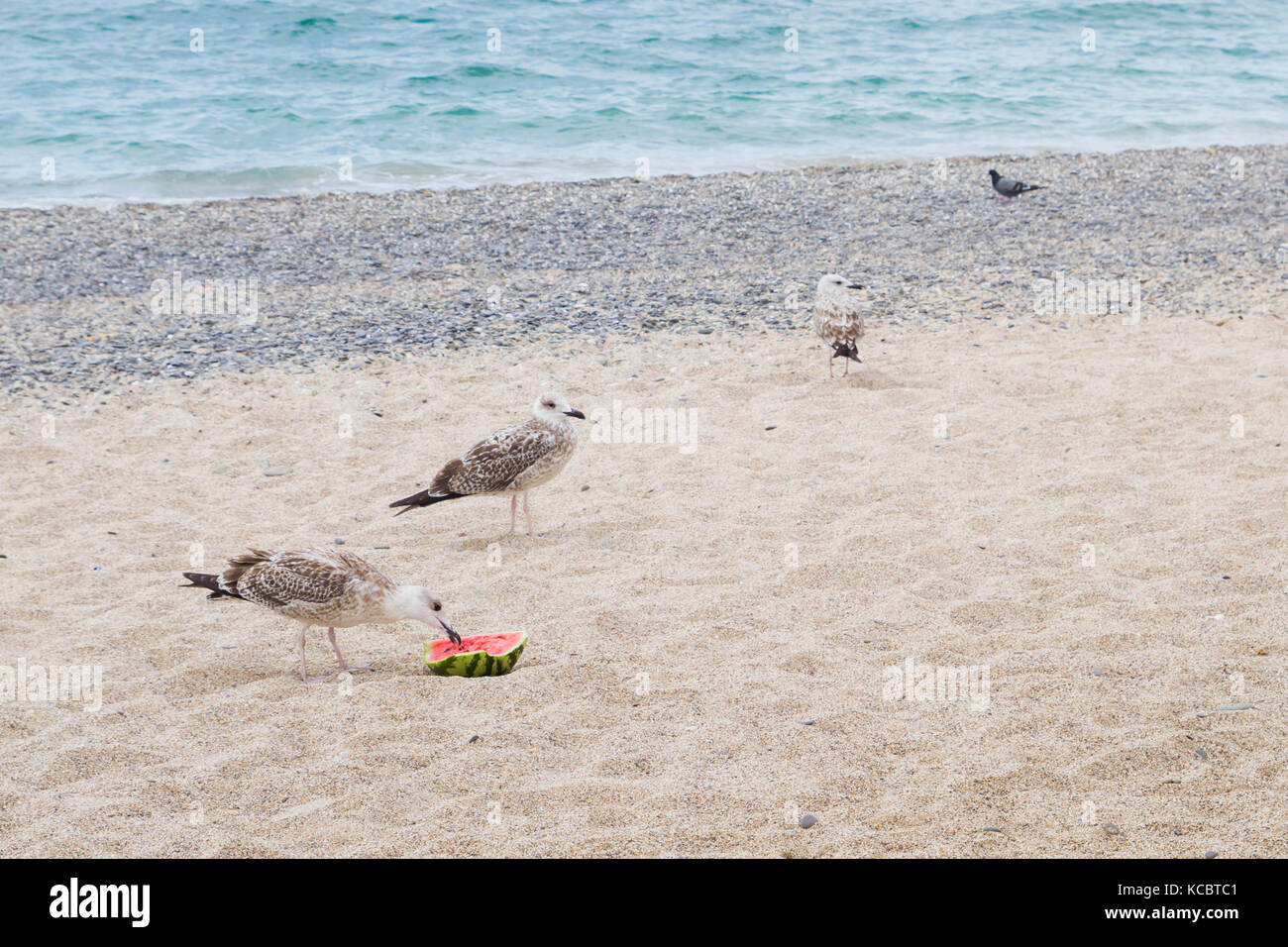 Birds albatrosses eat watermelon on the seafront Stock Photo - Alamy