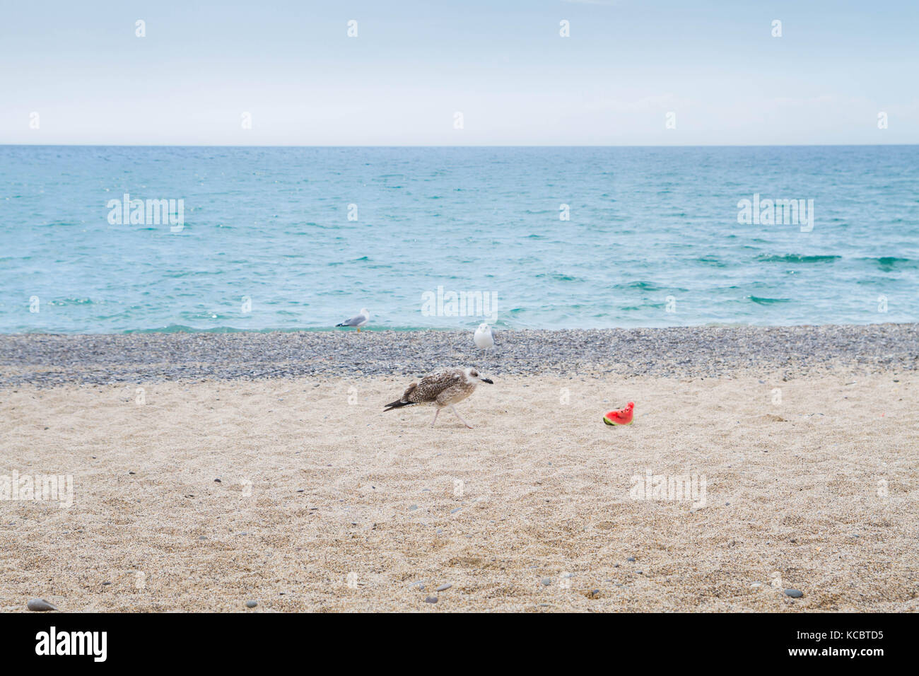 Birds albatrosses eat watermelon on the seafront Stock Photo - Alamy
