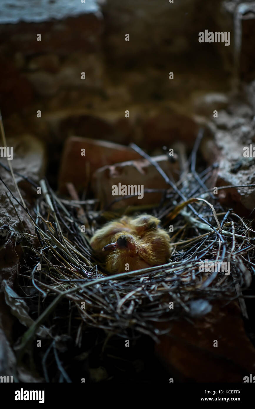 Destroyed bird nest hi-res stock photography and images - Alamy