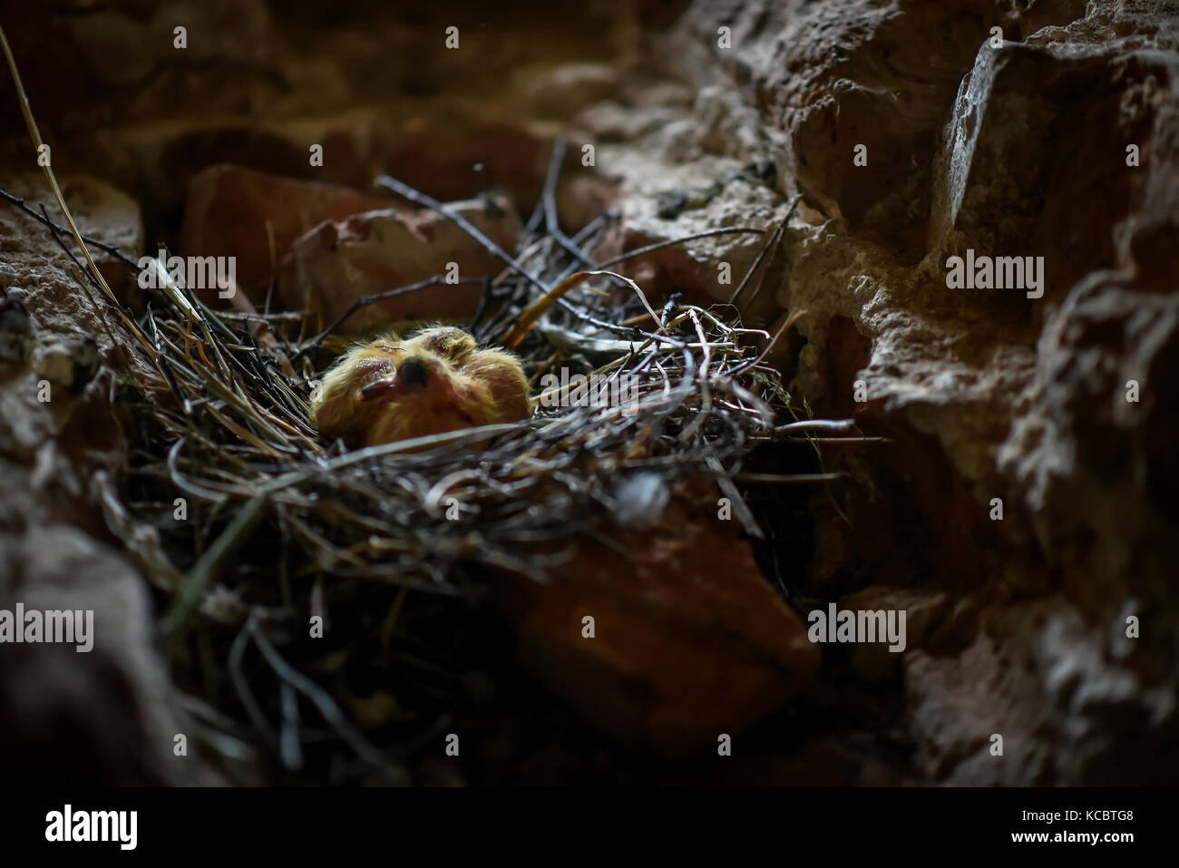 Destroyed bird nest hi-res stock photography and images - Alamy