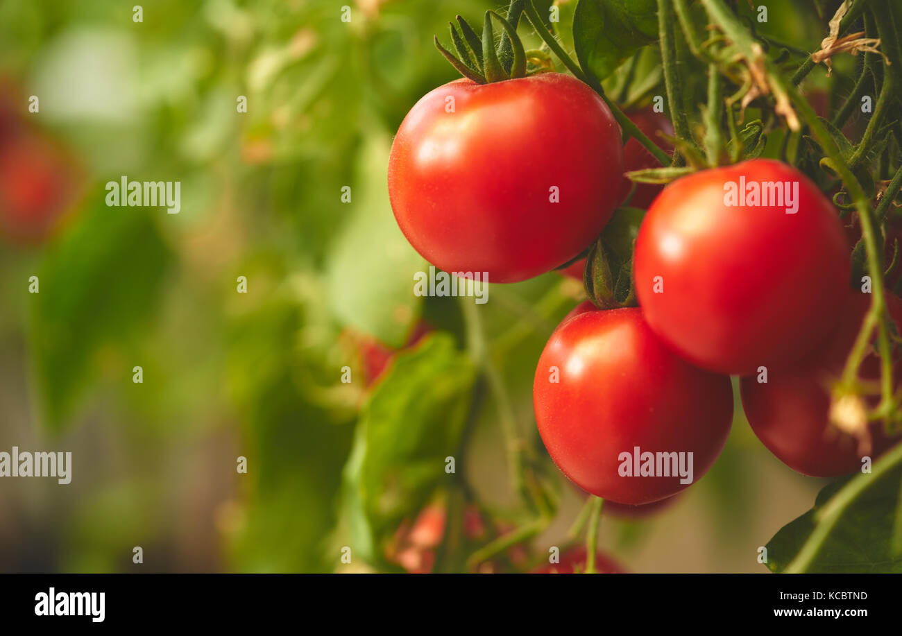 Fresh ripe red tomatoes hanging on the vine in a greenhouse Stock Photo ...