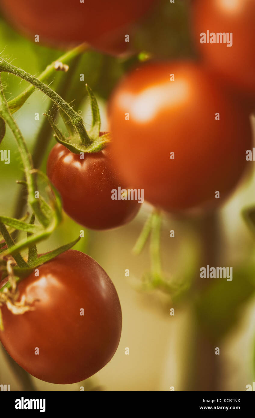 Fresh ripe red tomatoes hanging on the vine in a greenhouse Stock Photo ...