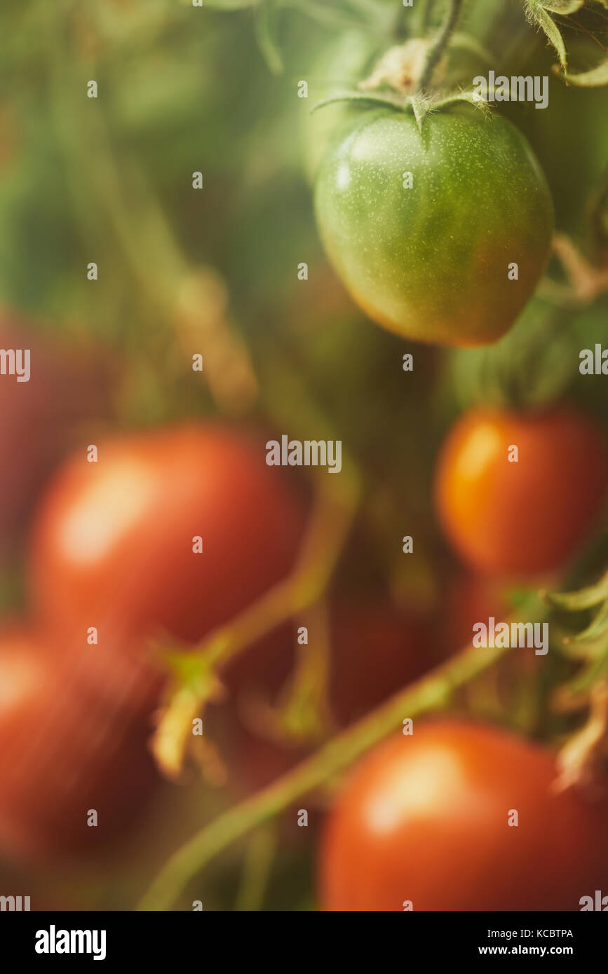 Fresh ripe red tomatoes hanging on the vine in a greenhouse Stock Photo ...