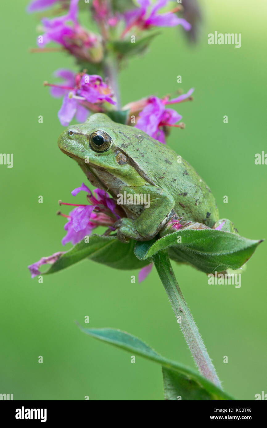 Tree frog (Hyla arborea), sits on Purple loosestrife (Lythrum salicaria ...