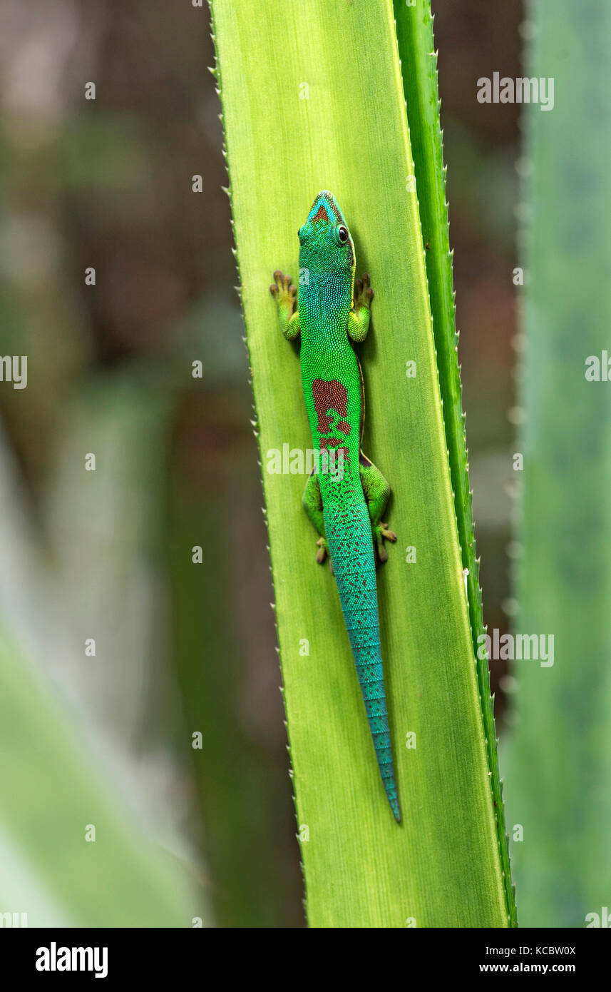Lined day gecko (Phelsuma lineata), Andasibe National Park, Madagascar ...