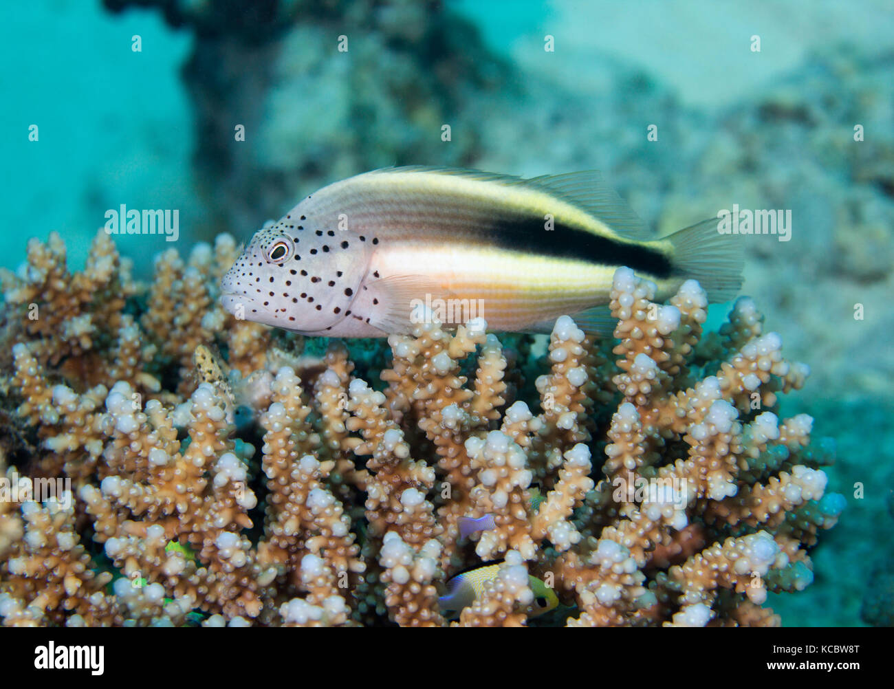 Black-sided hawkfish (Paracirrhites forsteri) in the reef, Safaga, Red ...