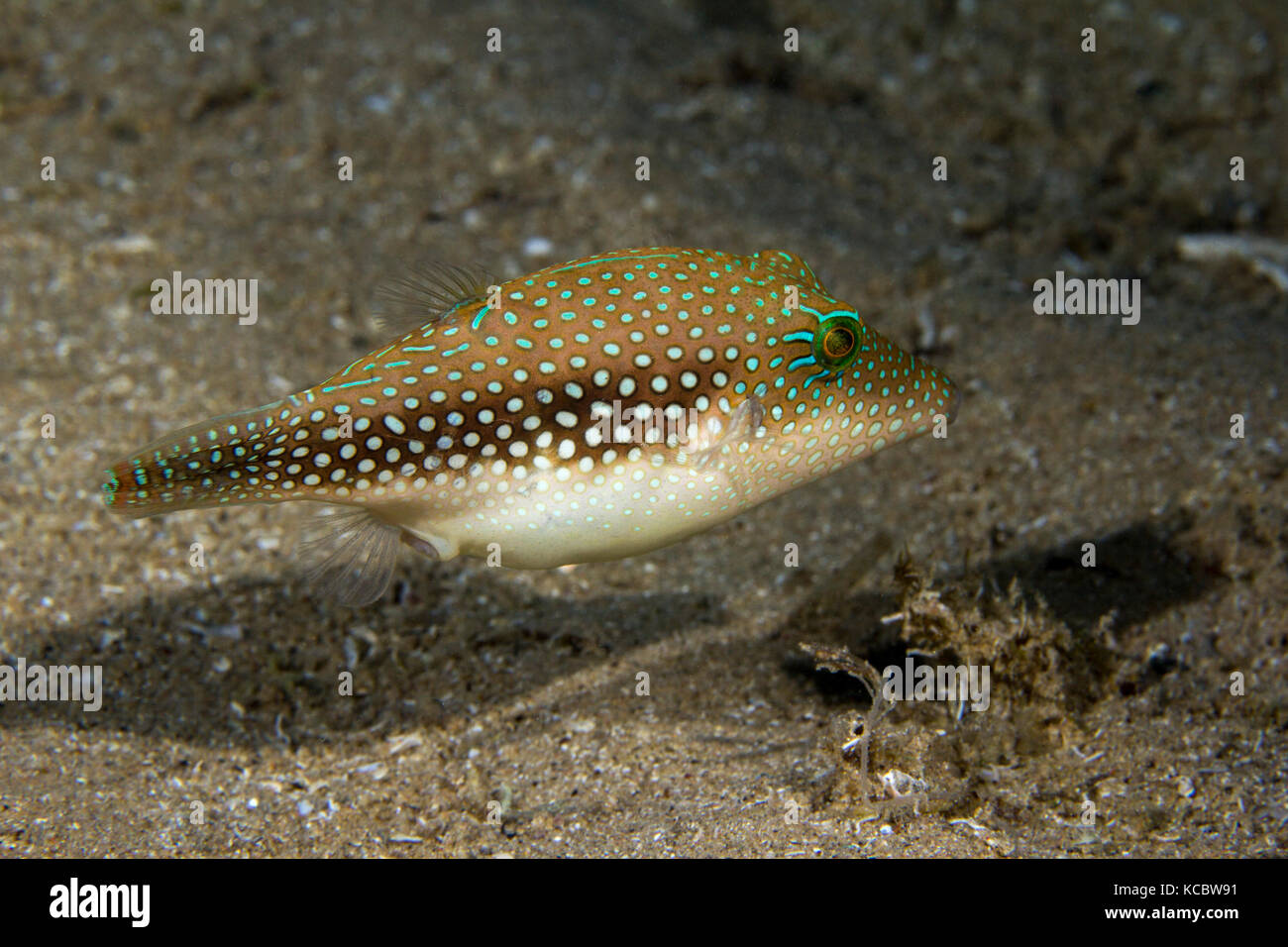 Boxfish (Ostraciidae), Safaga, Red Sea, Egypt Stock Photo - Alamy