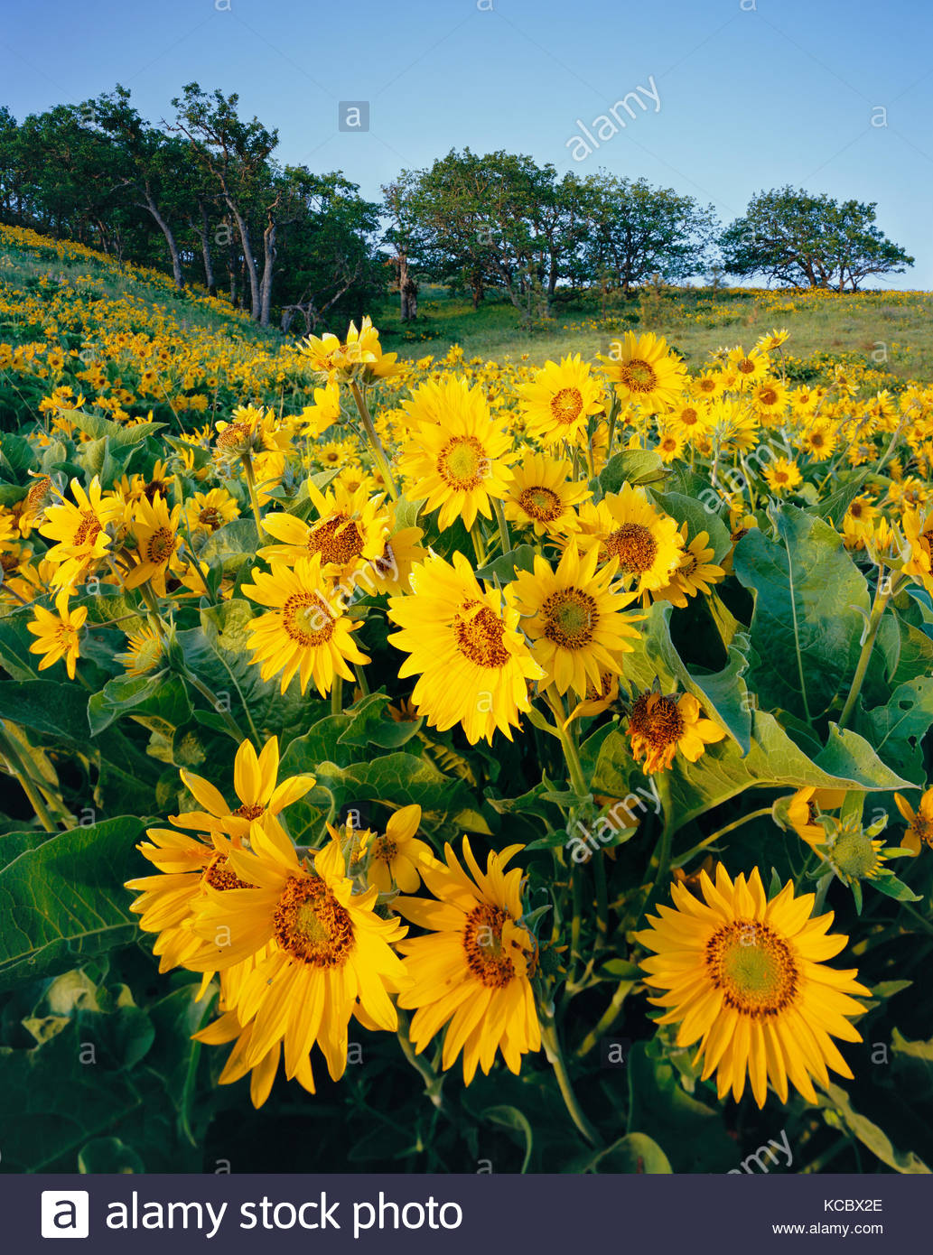 Tom Mccall Preserve High Resolution Stock Photography and Images - Alamy