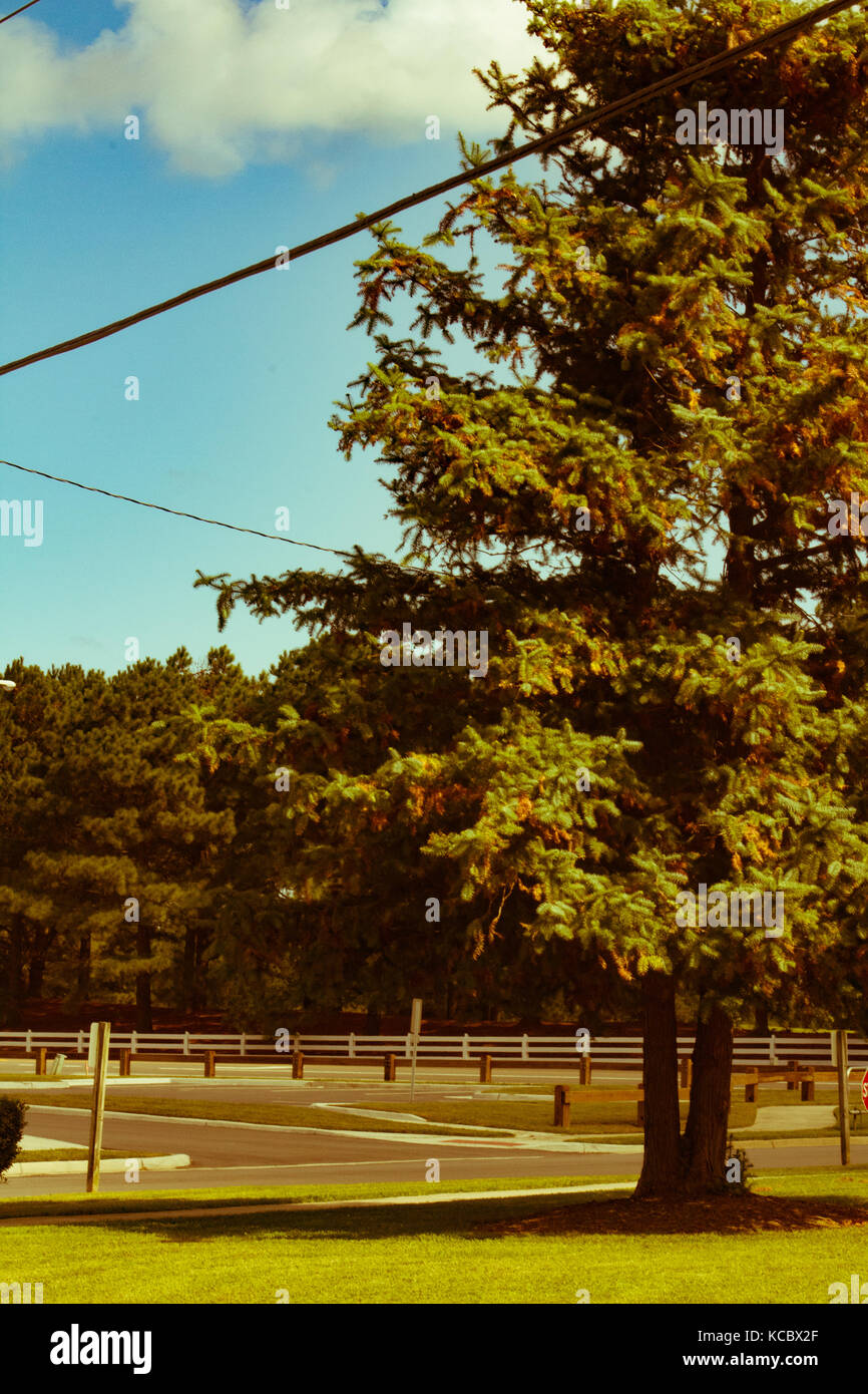 Trees classification hi-res stock photography and images - Alamy