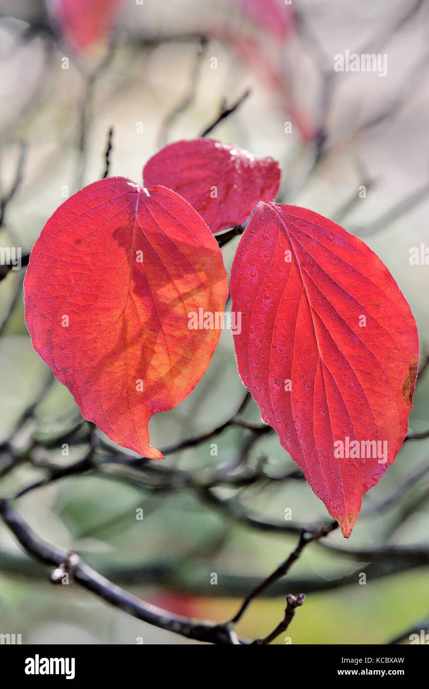 Common Dogwood (Cornus sanguinea), autumn foliage, North Rhine ...