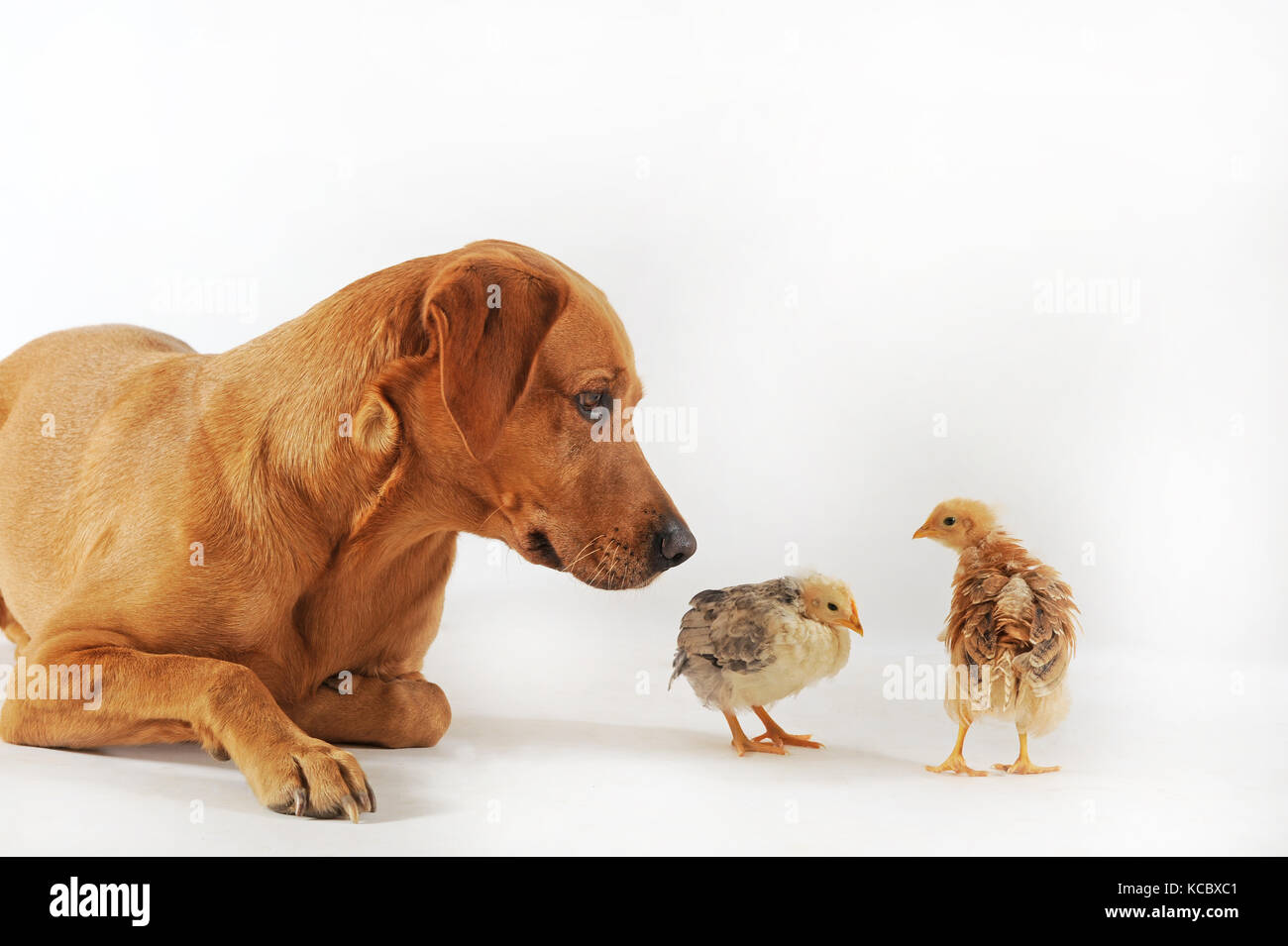 Labrador Retriever, bitch, yellow, with two chicks, Domestic Chicken ...