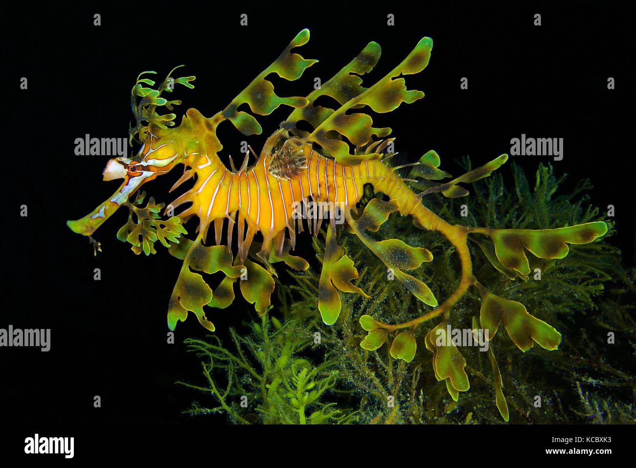 Phycodurus Eques High Resolution Stock Photography and Images - Alamy