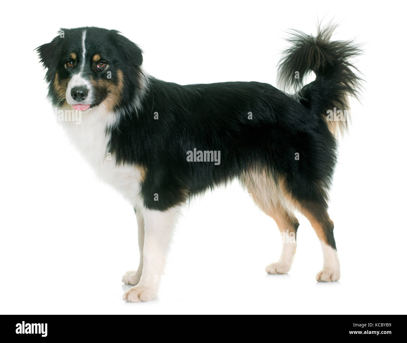 tricolor australian shepherd in front of white background Stock Photo ...