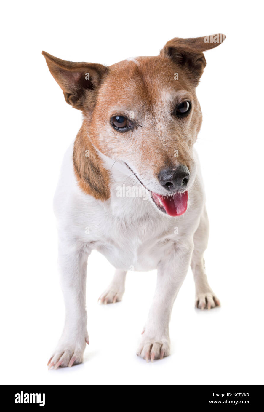 old jack russel terrier in front of white background Stock Photo - Alamy