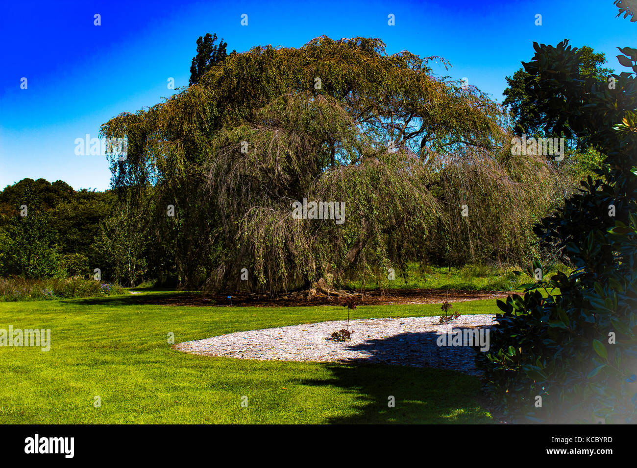 Botanical Garden Tree Stock Photo - Alamy