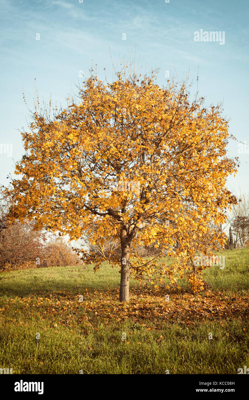 Autumn landscape with orange autumn oak tree Stock Photo - Alamy