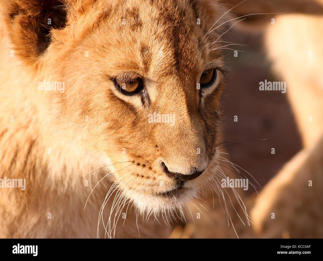 Lion cub face in Gauteng Province, South Africa Stock Photo - Alamy