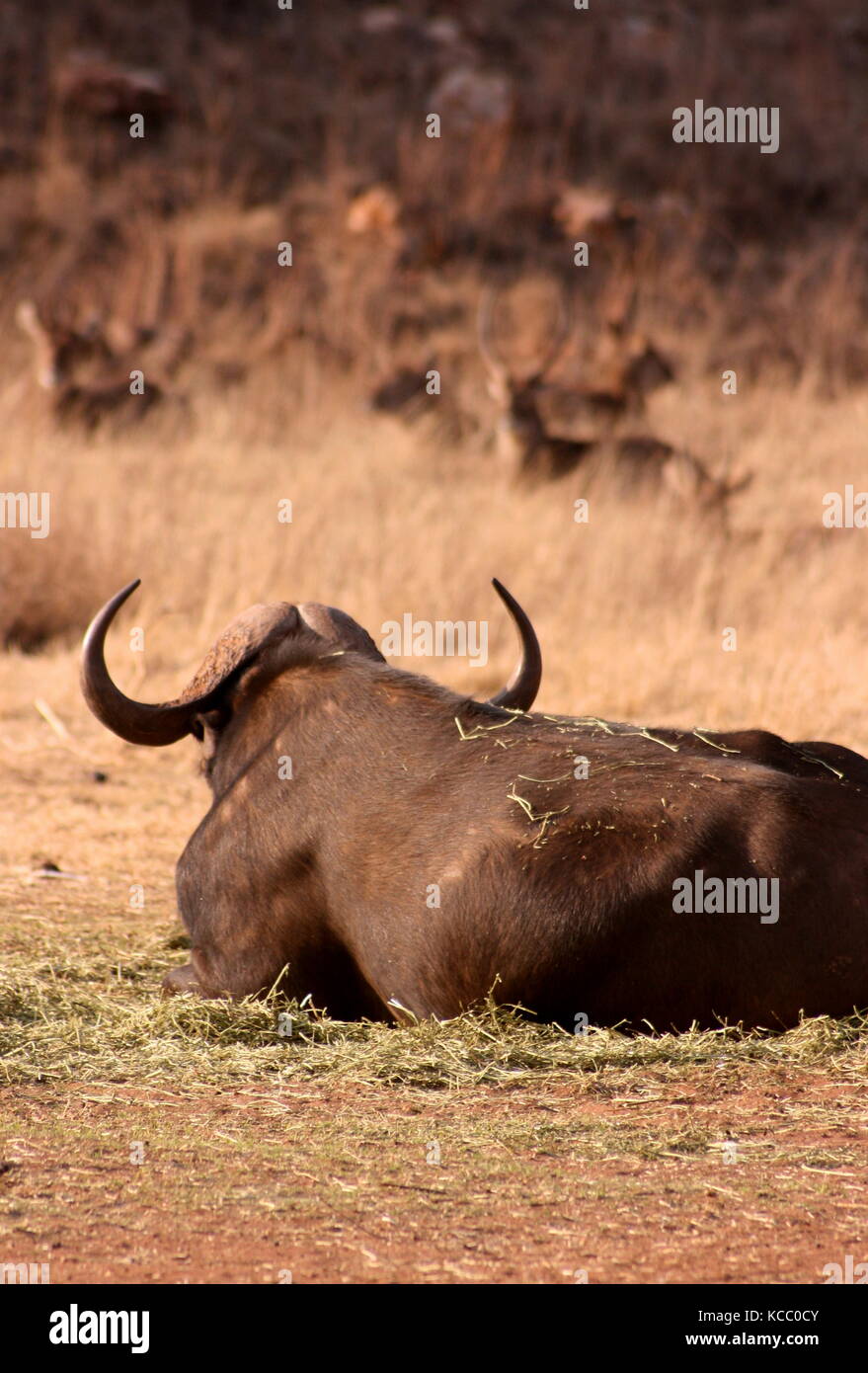 African cape buffalo rest hi-res stock photography and images - Alamy