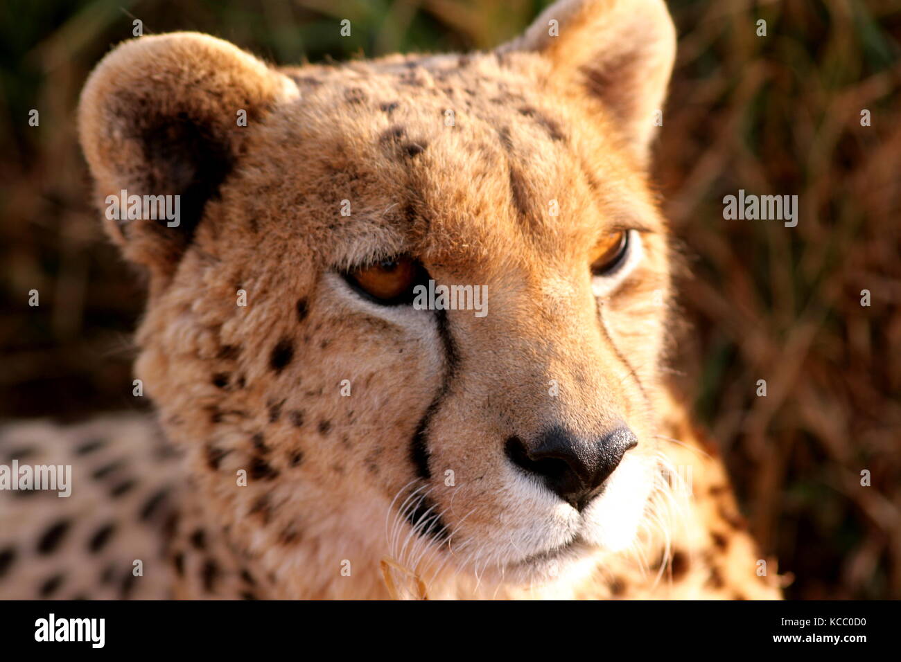 Cheetah face hi-res stock photography and images - Alamy