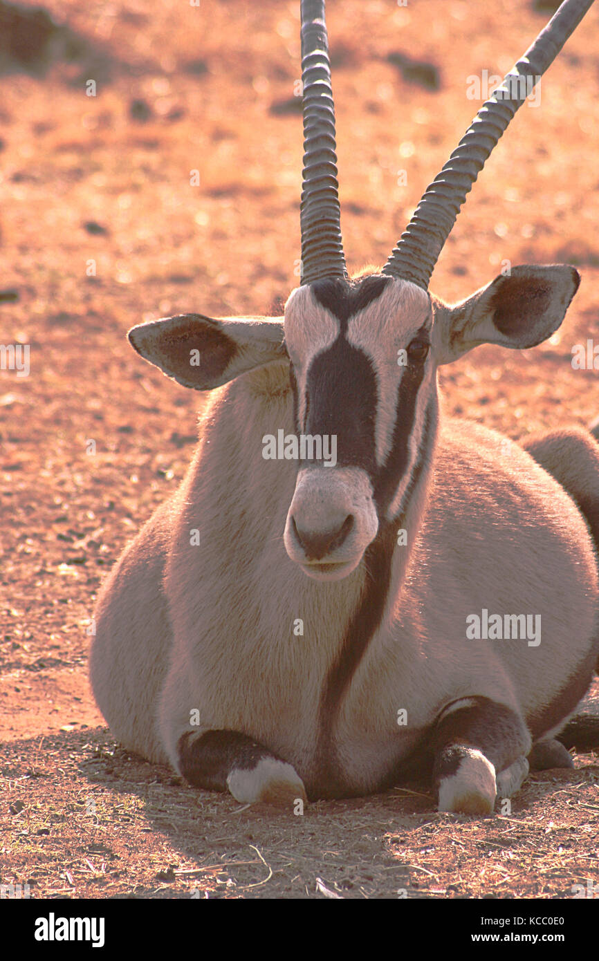 Gemsbok sitting down in a game reserve in Gauteng Province, South ...