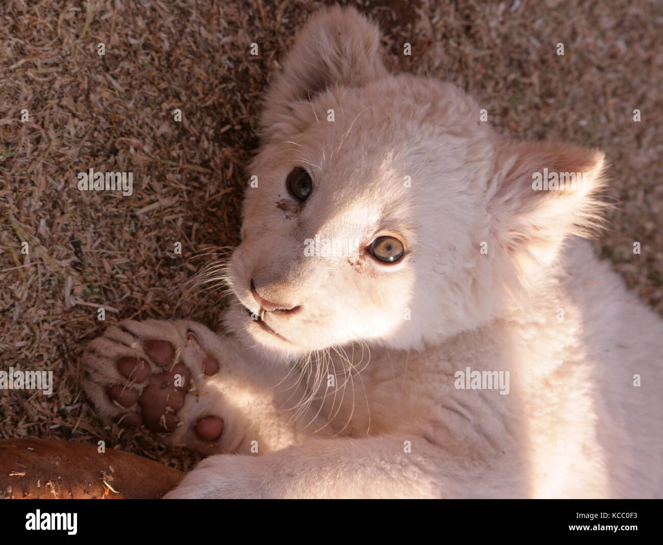 Rare White Lion Cub at a reserve near Johannesburg, South Africa Stock ...