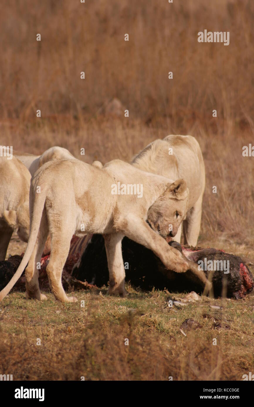White lion lioness hi-res stock photography and images - Alamy