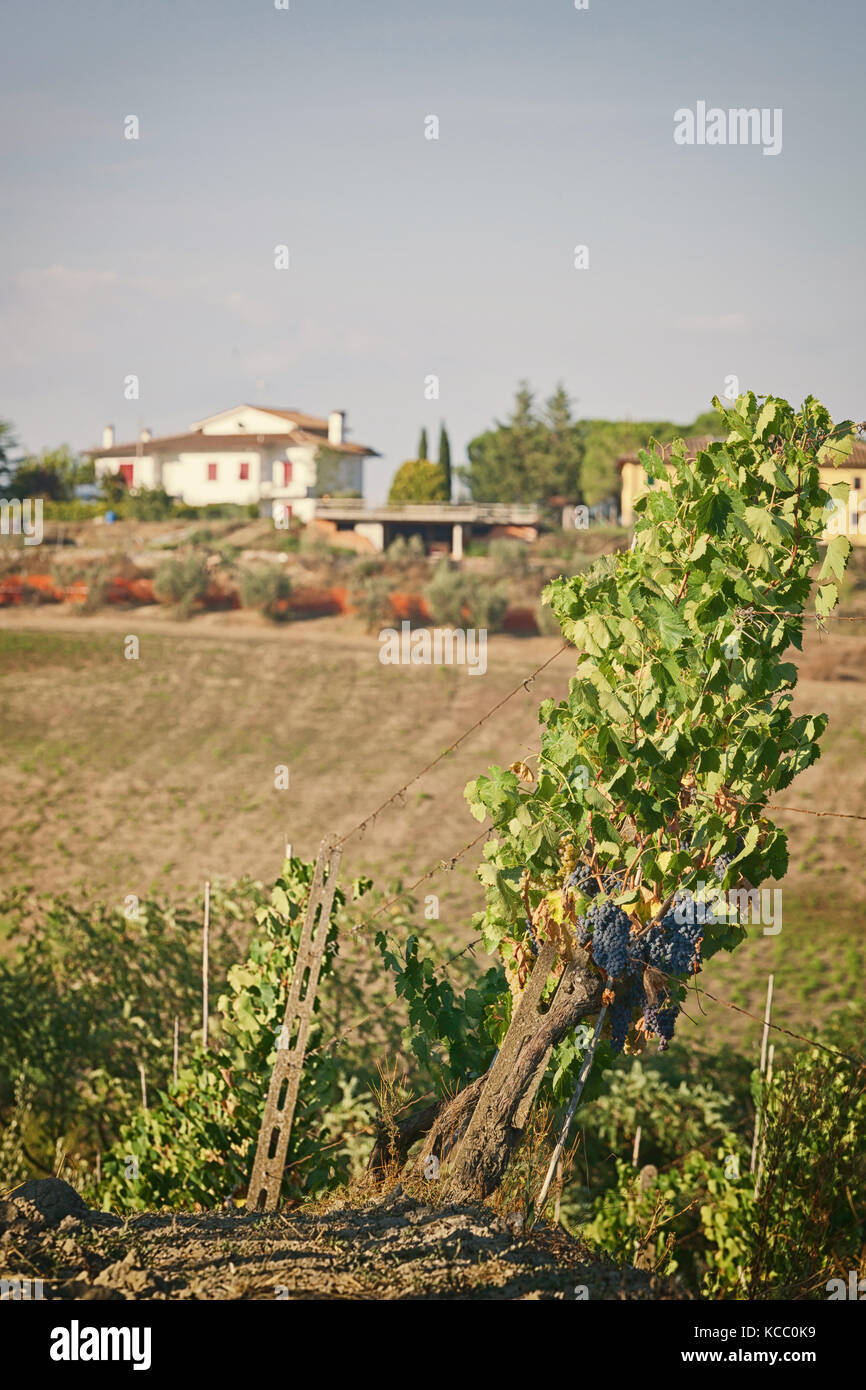 Vineyard of red and white grapes on tuscany hill, Monterappoli ...