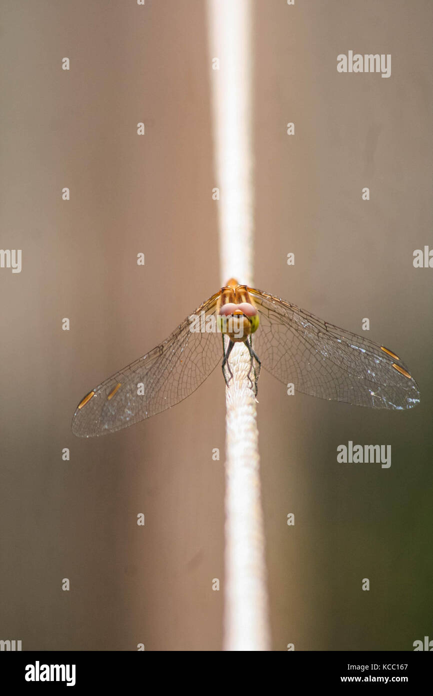 Dragon With Wings High Resolution Stock Photography and Images - Alamy