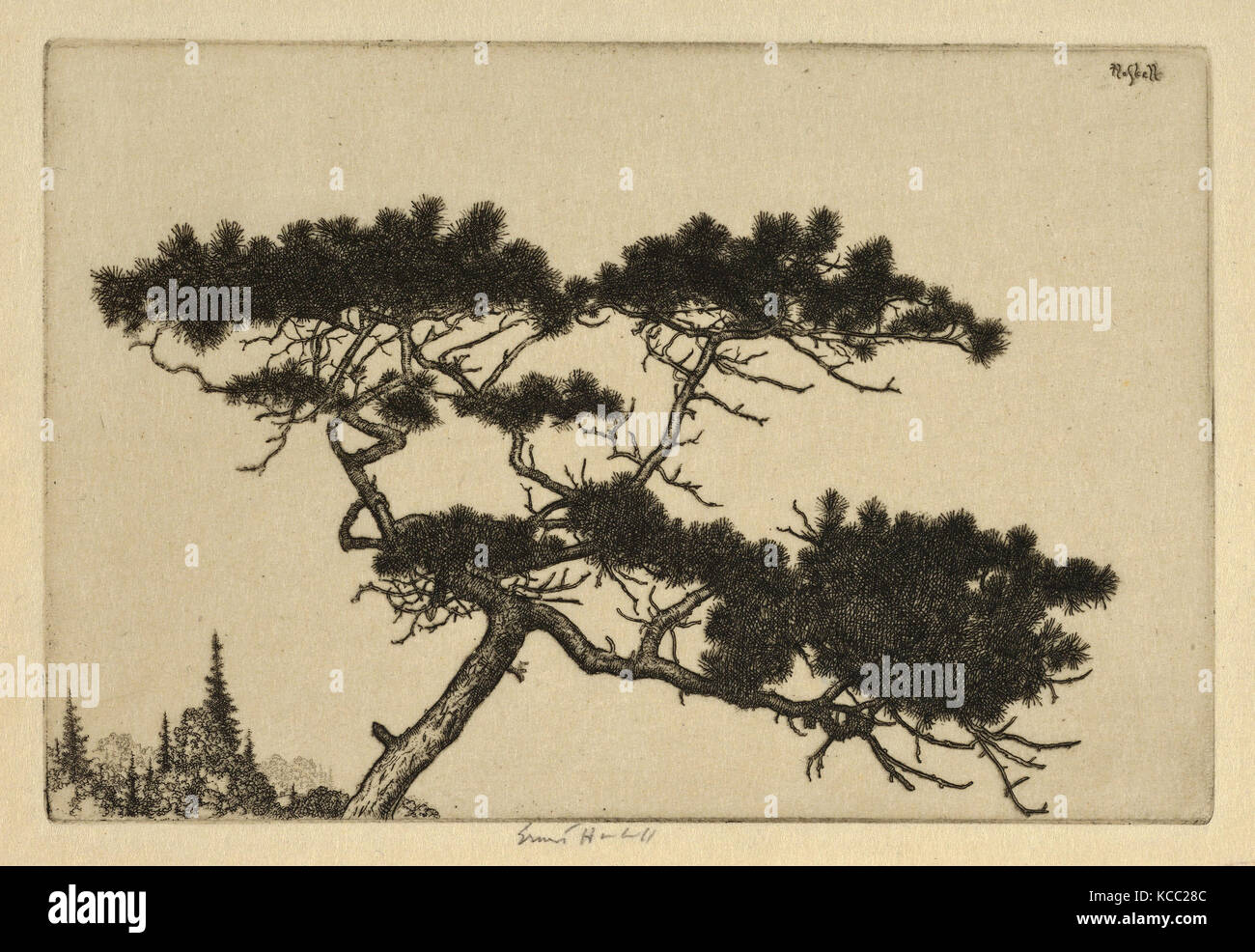 Drawings and Prints, Print, Crippled Pine, Artist, Ernest Haskell ...