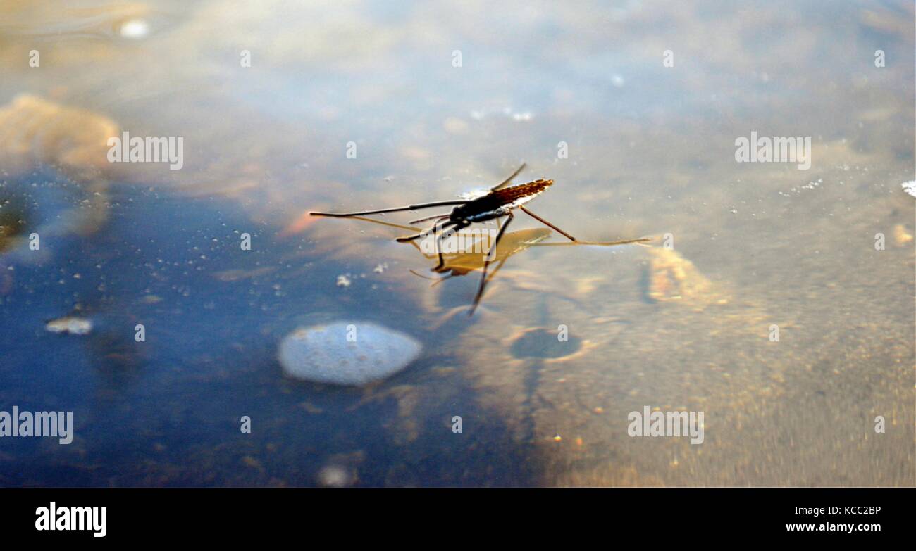 Water skipper hi-res stock photography and images - Alamy