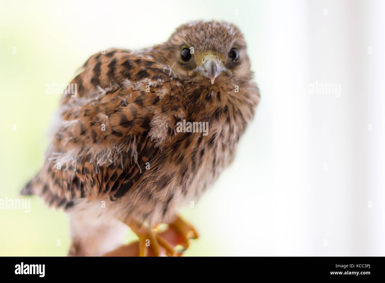Bird looks at camera hi-res stock photography and images - Alamy
