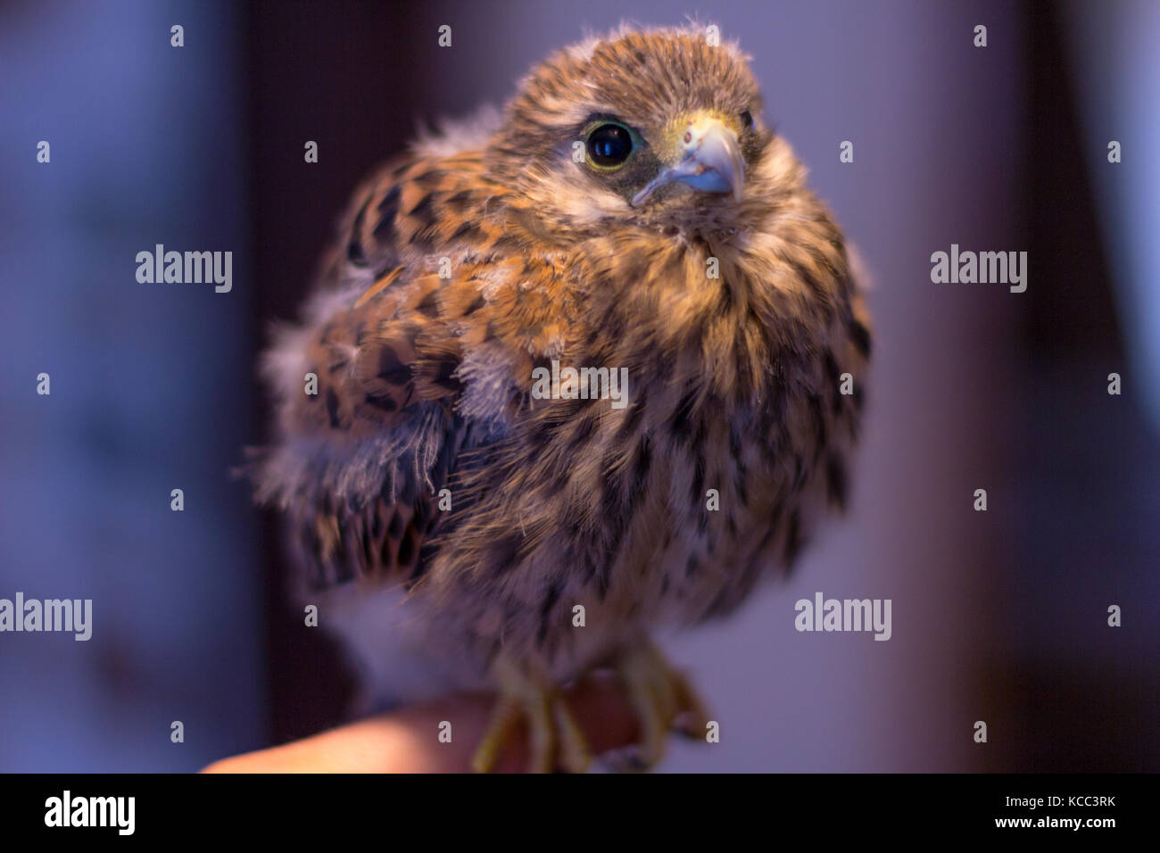 a german kestrel bird sits on a hand Stock Photo - Alamy