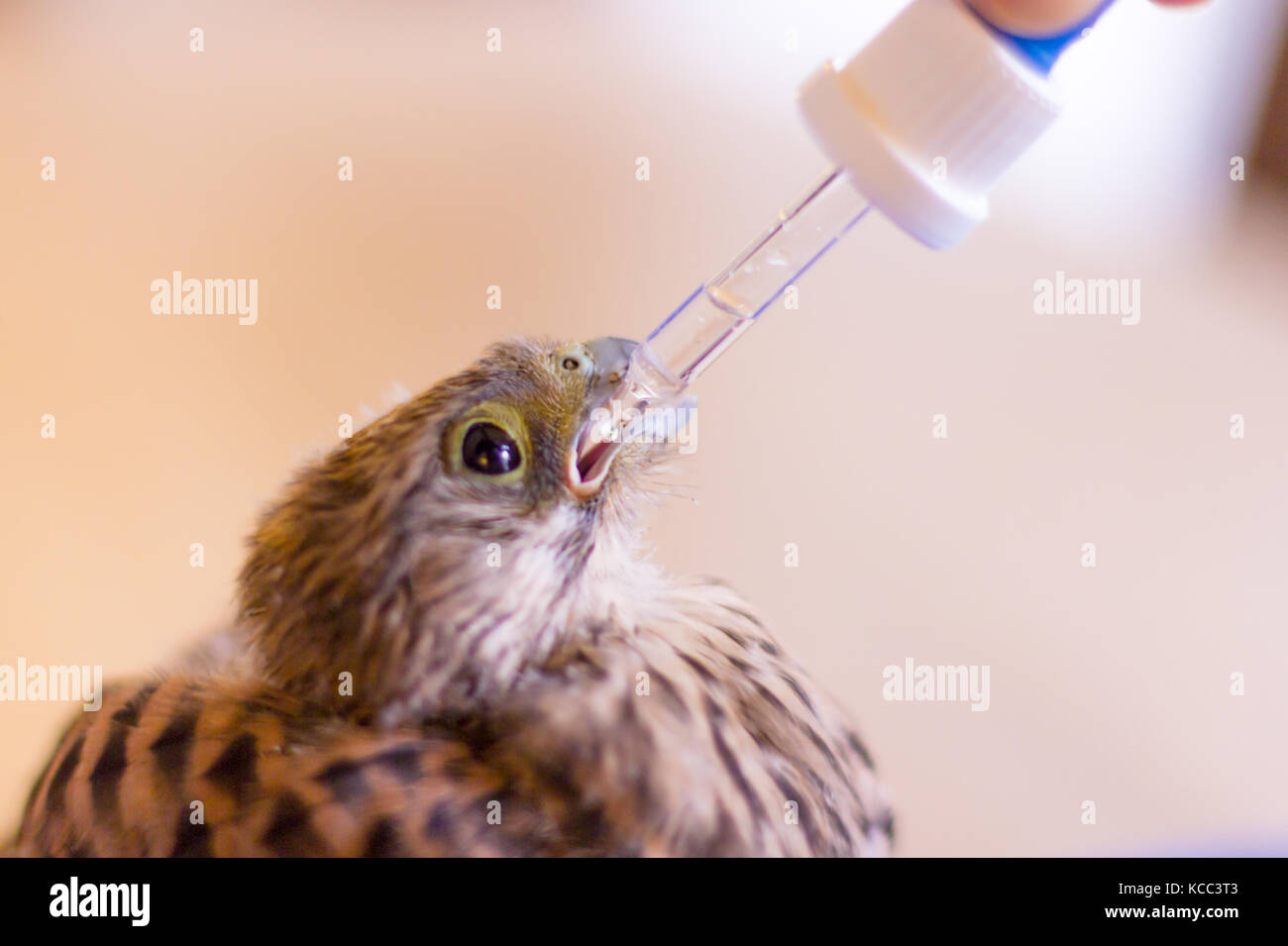 Themes of medicine hi-res stock photography and images - Alamy