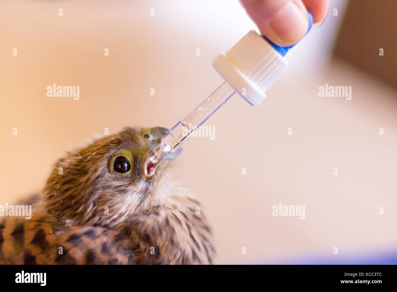 a german kestrel bird gets his medicine Stock Photo - Alamy