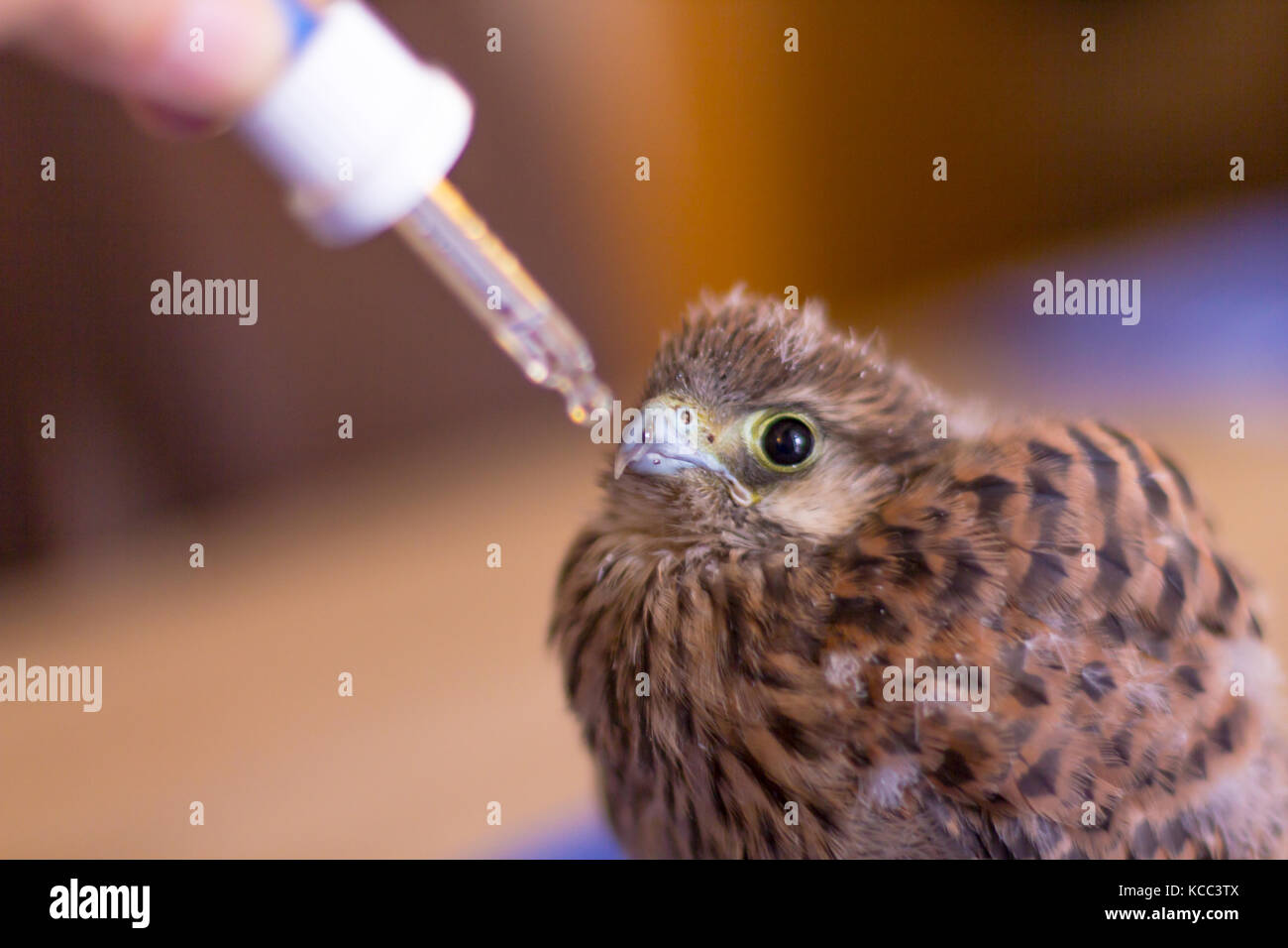 a german kestrel bird gets his medicine Stock Photo - Alamy