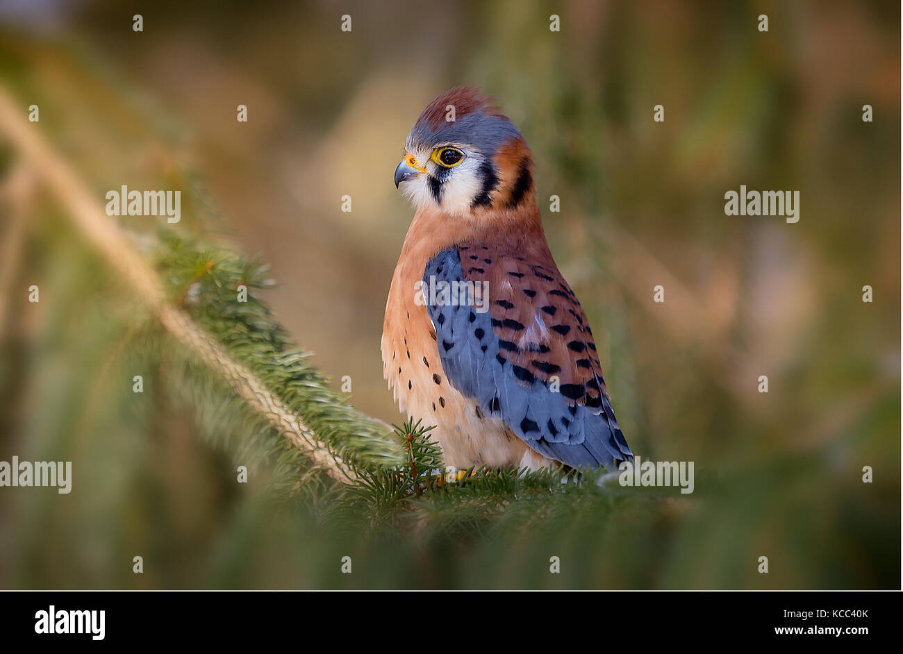 The american kestrel hi-res stock photography and images - Alamy