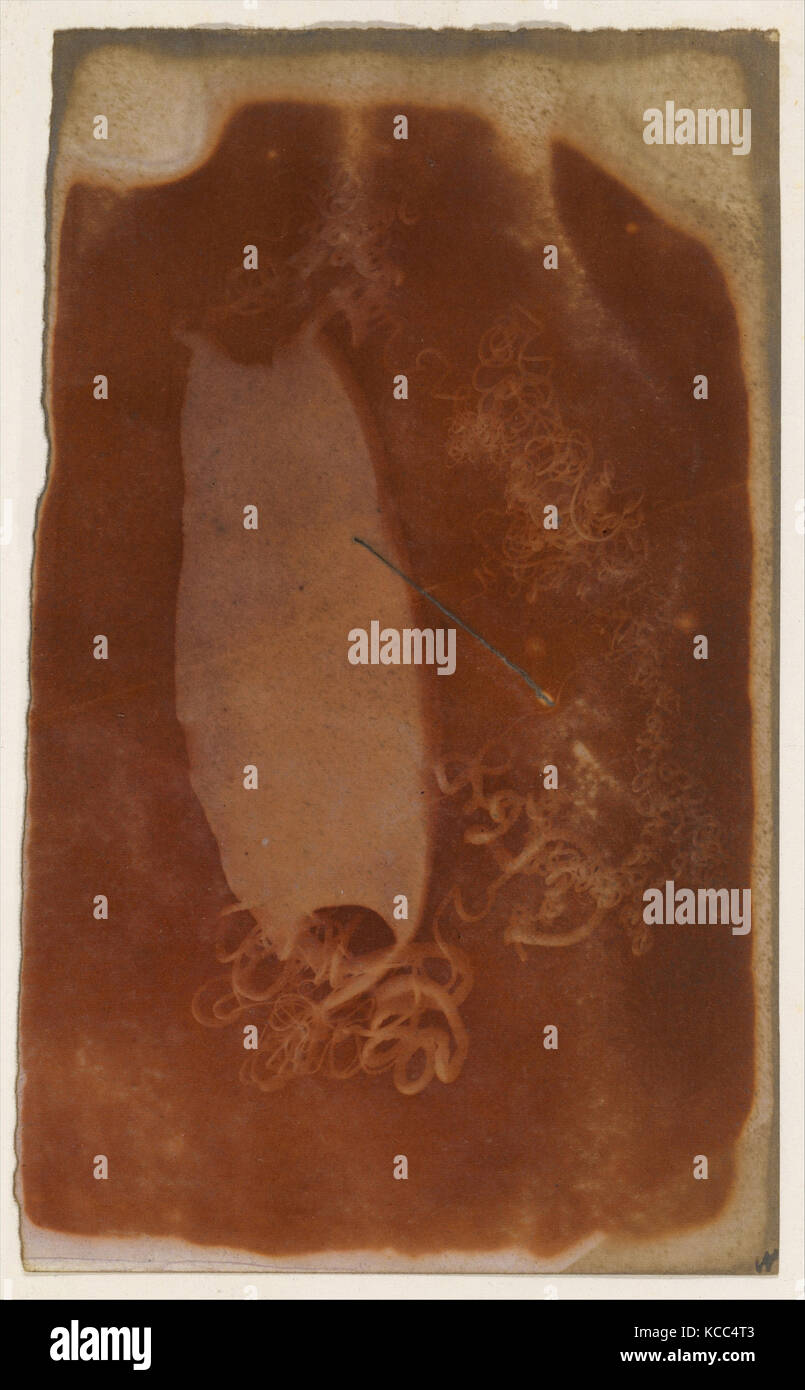 Shark Egg Case, 1840–45, Photogenic drawing negative, Image: 7 3/8 × 4 ...