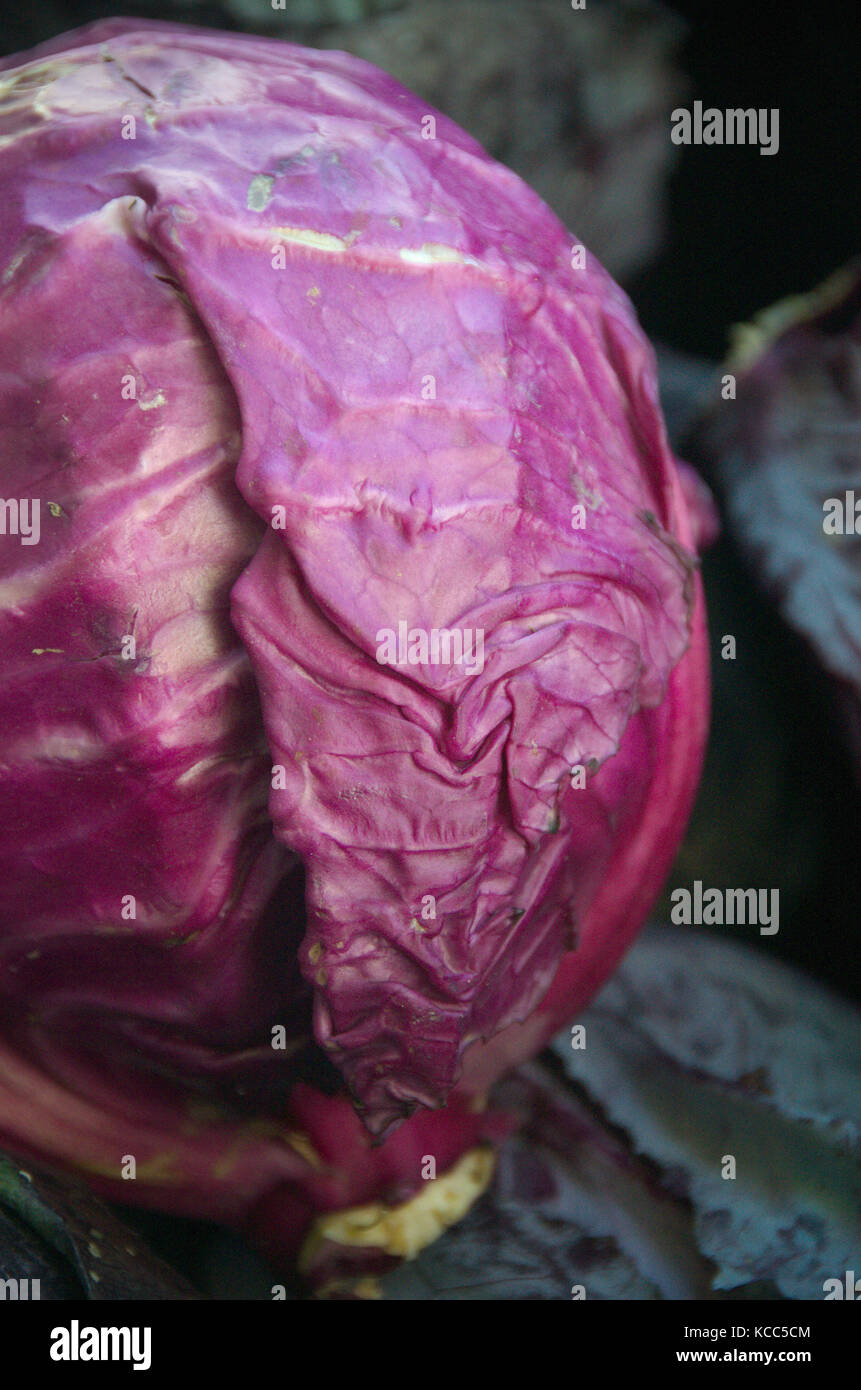 Cabbage Cole Red Chou Rouge Farmers Market Fresh Organic Vegetables ...