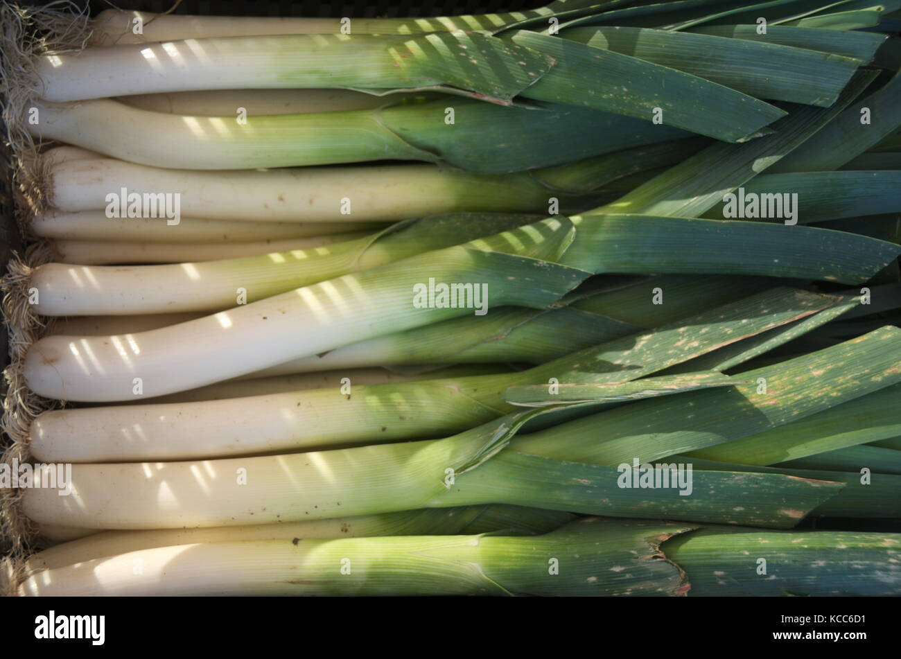 Leeks Bulk Bunch Farmers Market Fresh Organic Vegetables Stock Photo ...