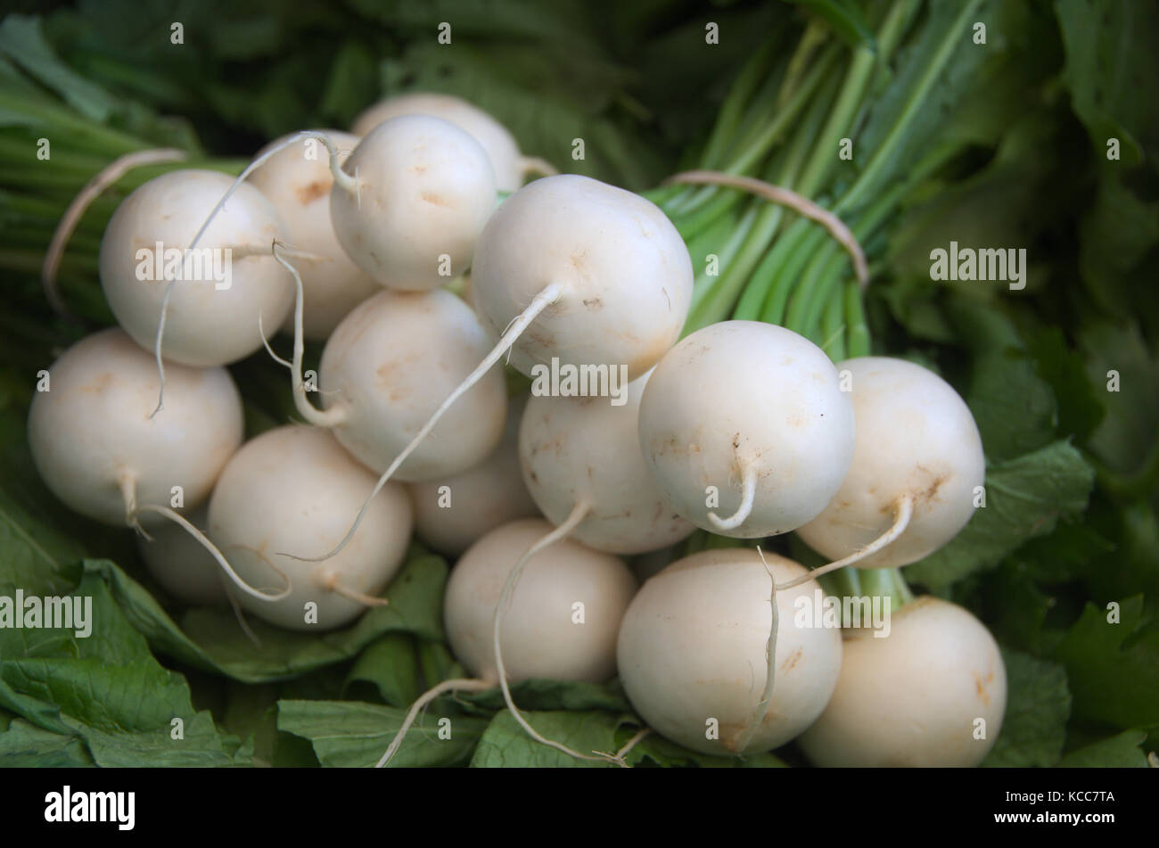 Turnip roots hi-res stock photography and images - Alamy