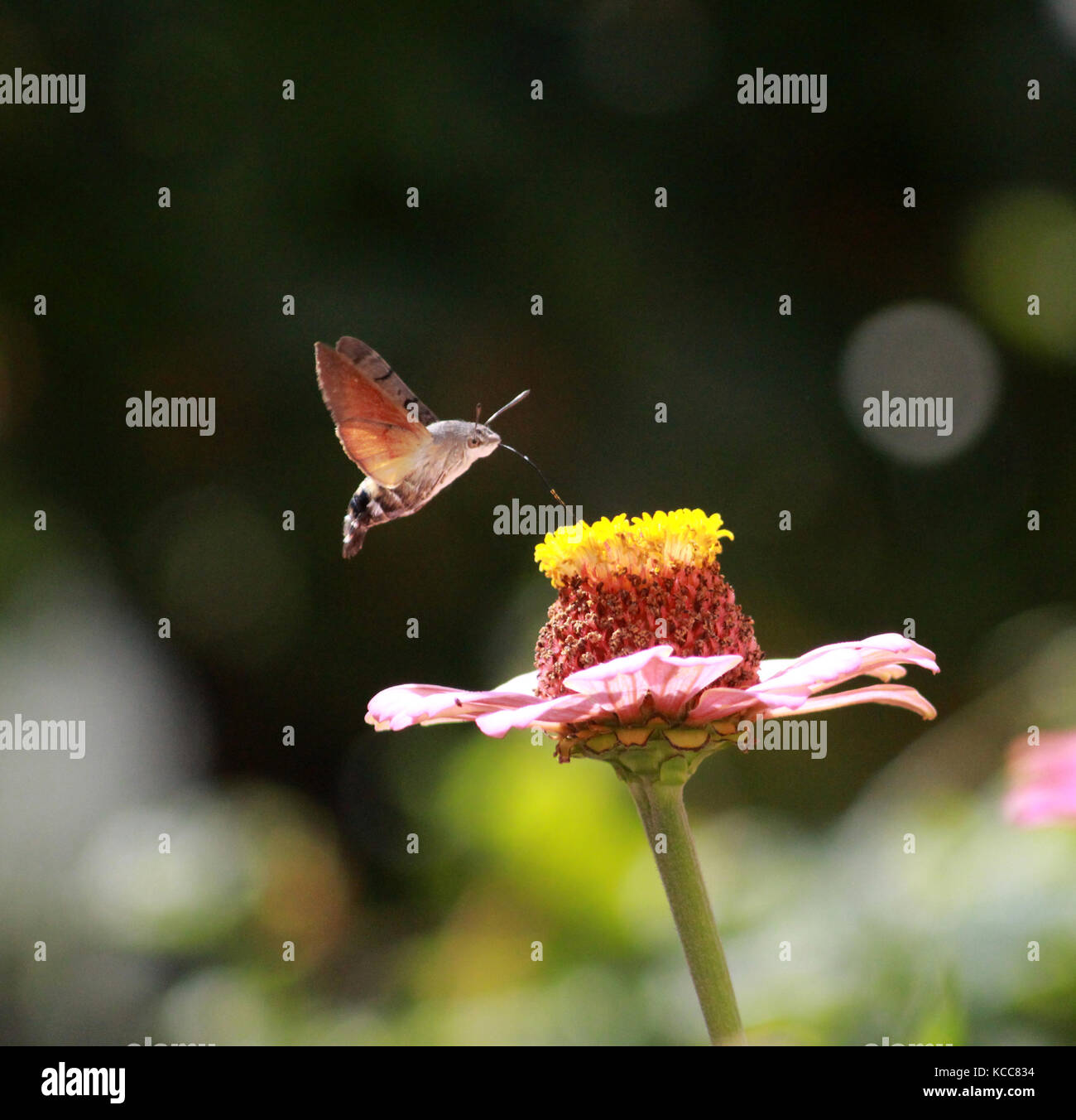 Hummingbird Moth on gerbera flower,image of a Stock Photo - Alamy