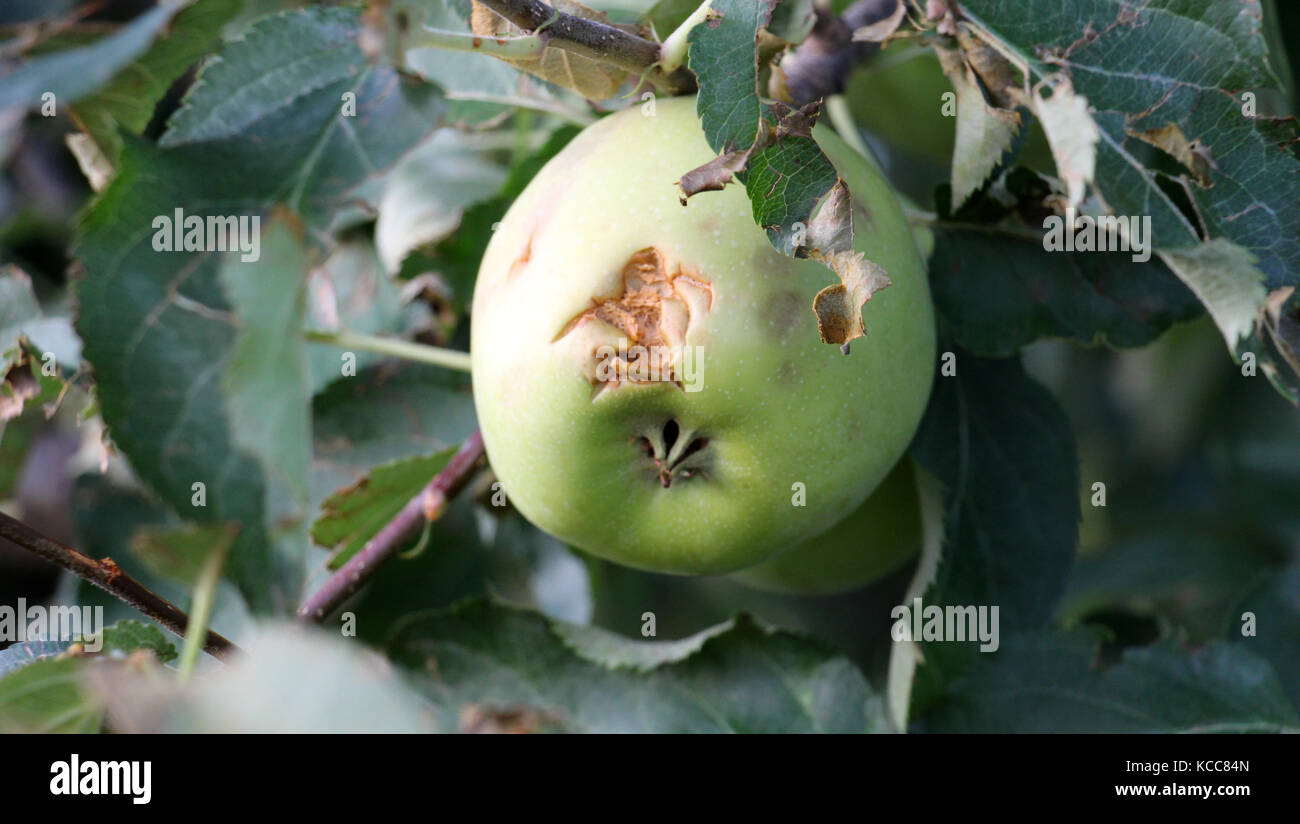 ripe apples before harvesting damaged by hail stones,image of a Stock ...